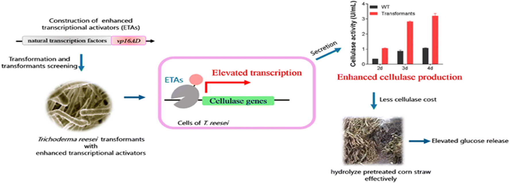 Construction of enhanced transcriptional activators for improving cellulase production in ...