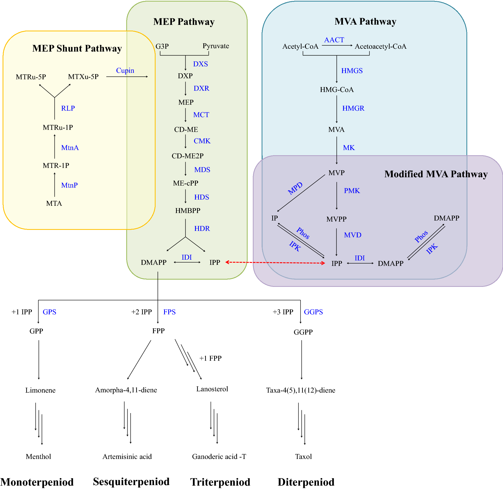 Towards efficient terpenoid biosynthesis: manipulating IPP and DMAPP ...