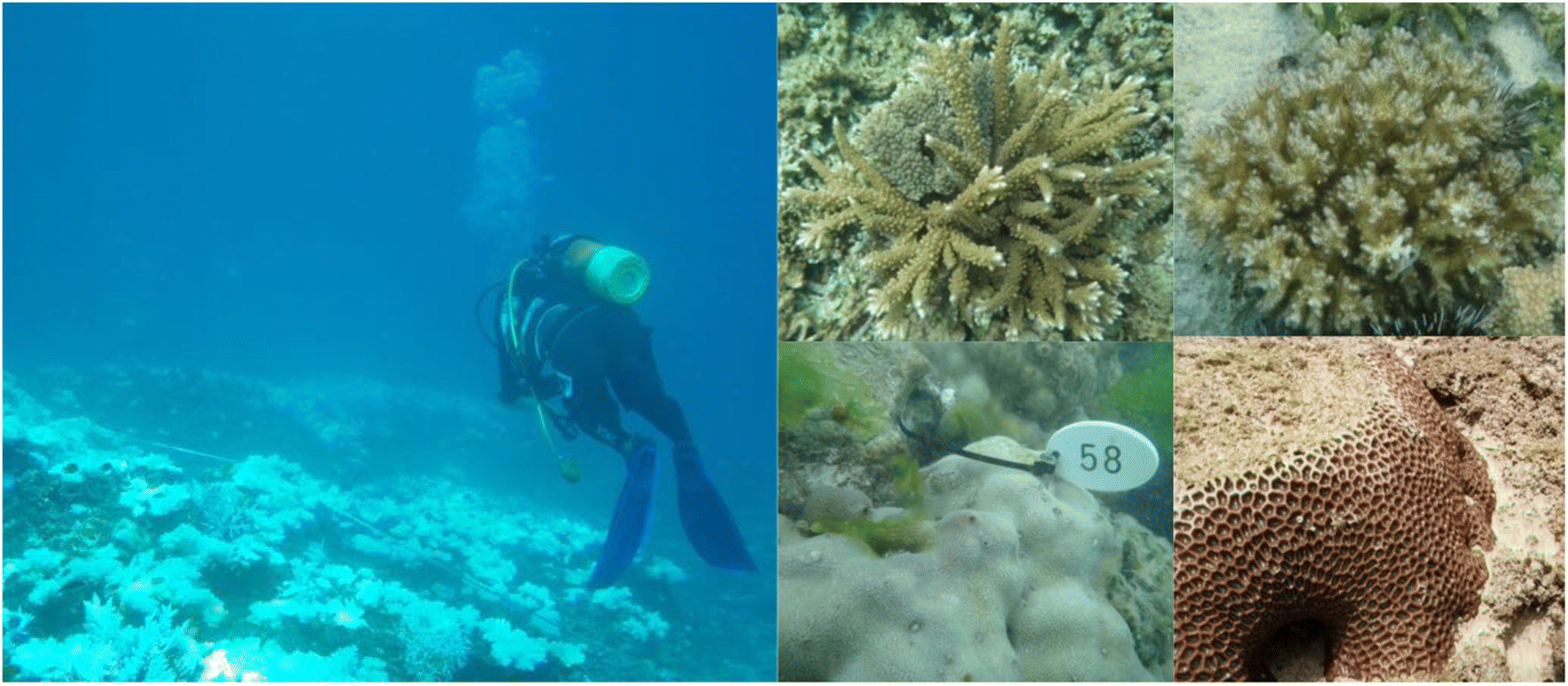 Perspective on the response of marine calcifiers to global warming and ...