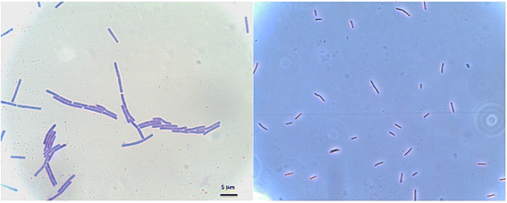 Draft genome sequence of Bacillus velezensis 2A-2B strain: a ...
