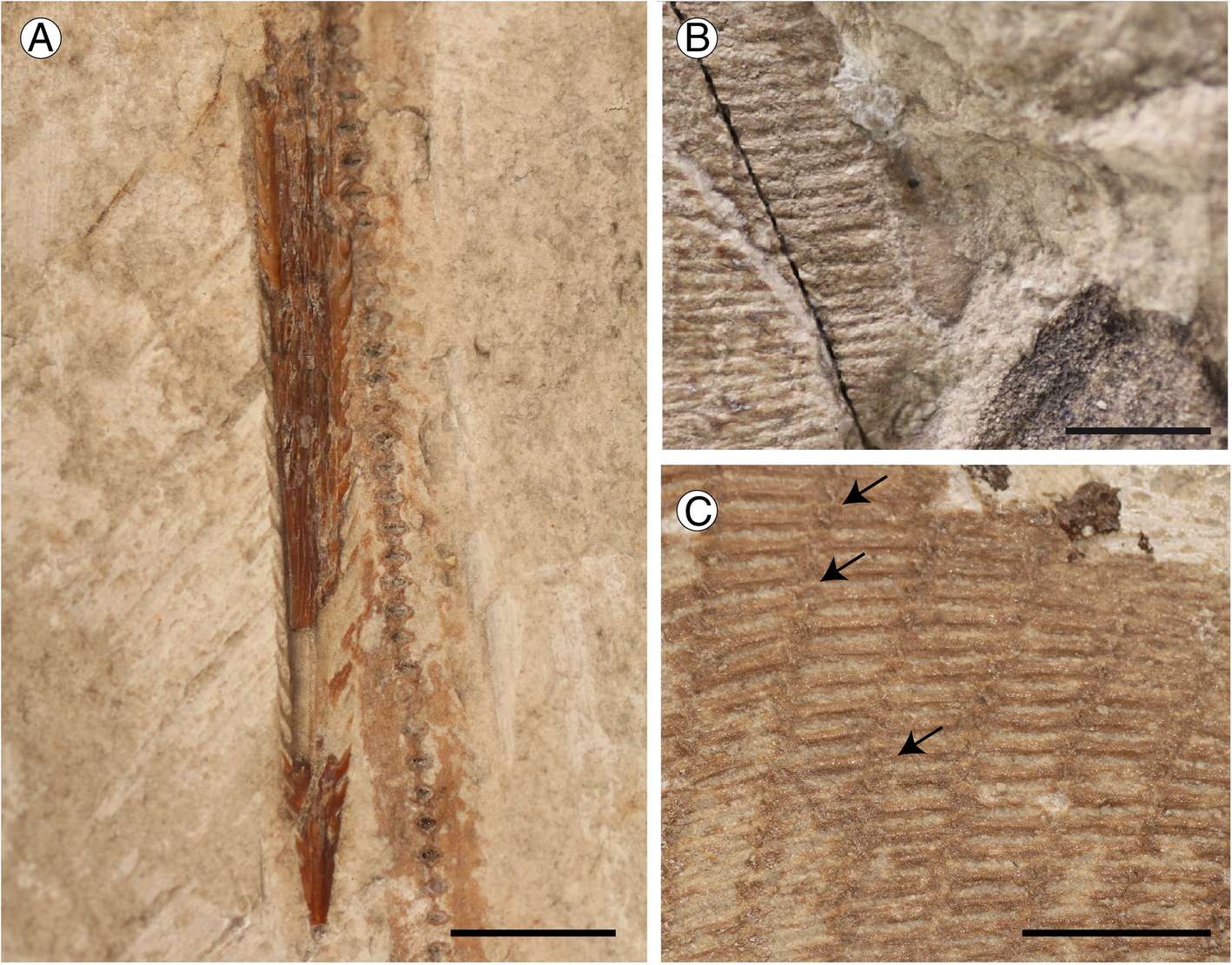 Mosaic of plesiomorphic and derived characters in an Eocene ...