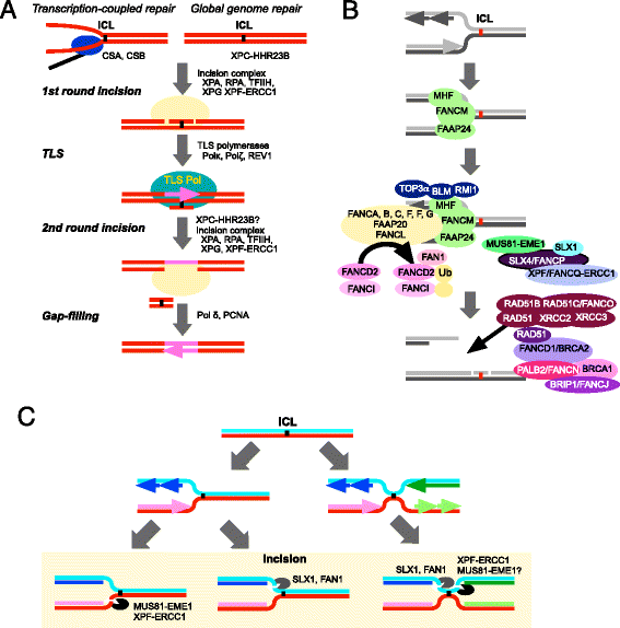 Mechanisms of interstrand DNA crosslink repair and human disorders ...