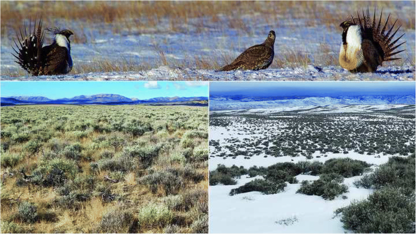 Distinct microbiotas of anatomical gut regions display idiosyncratic ...