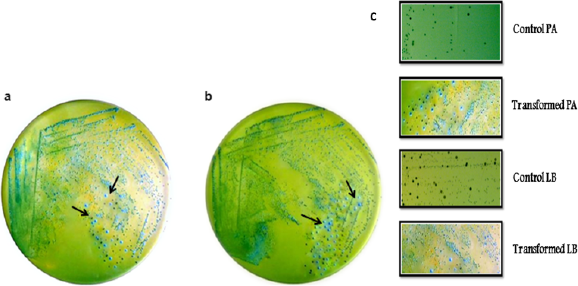 Construction of a shuttle expression vector for lactic acid bacteria ...
