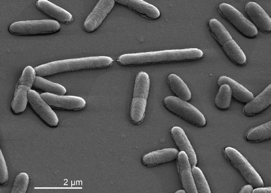 Complete genome sequence of Meiothermus silvanus type strain (VI-R2T ...