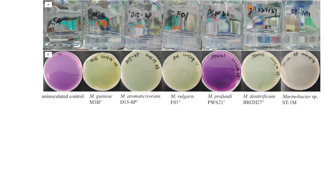 Thiosulfate oxidation and autotrophy potential by marine prevalent ...