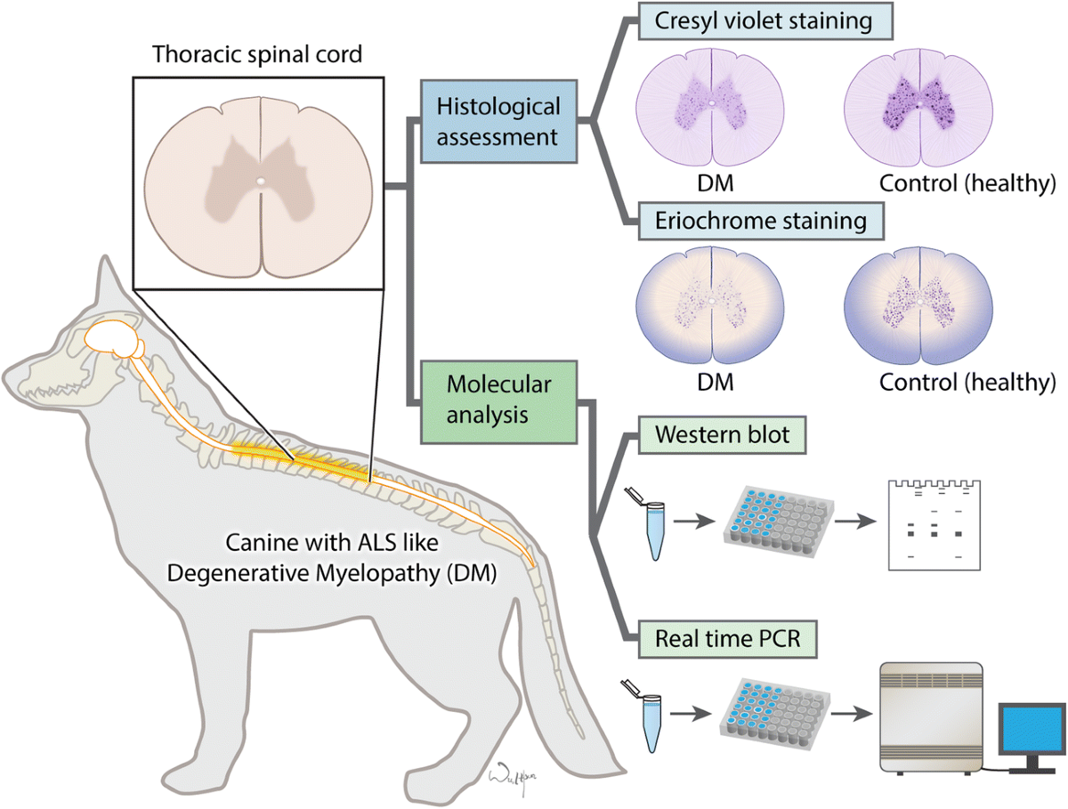 Sign And Symptoms Of Motor Neuron Disorder In Dogs - Infoupdate.org
