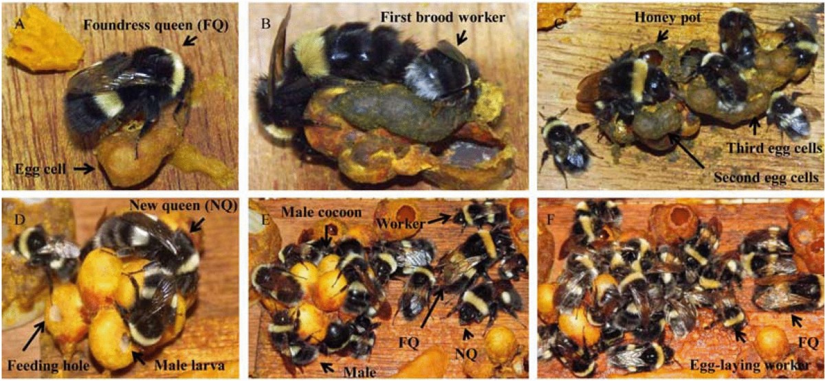 The Fascinating Life Cycle of the Queen Bumblebee: A Marvel of Nature’s ...