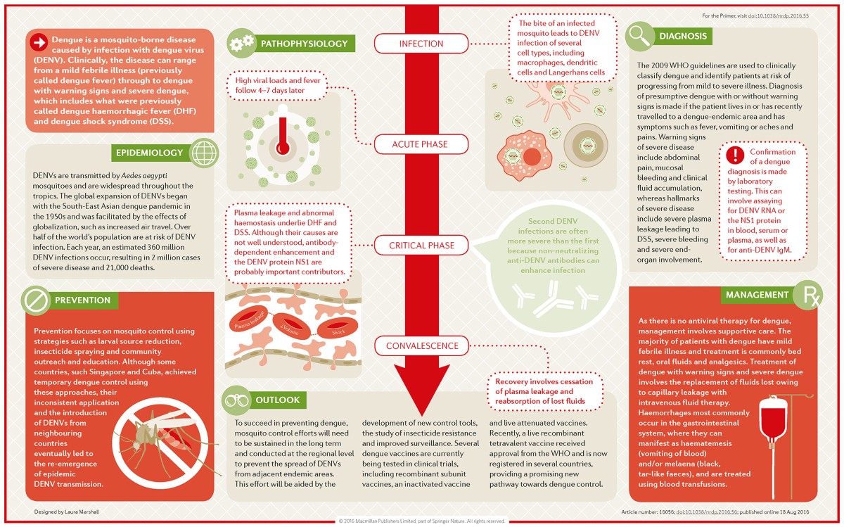 Dengue infection | Nature Reviews Disease Primers