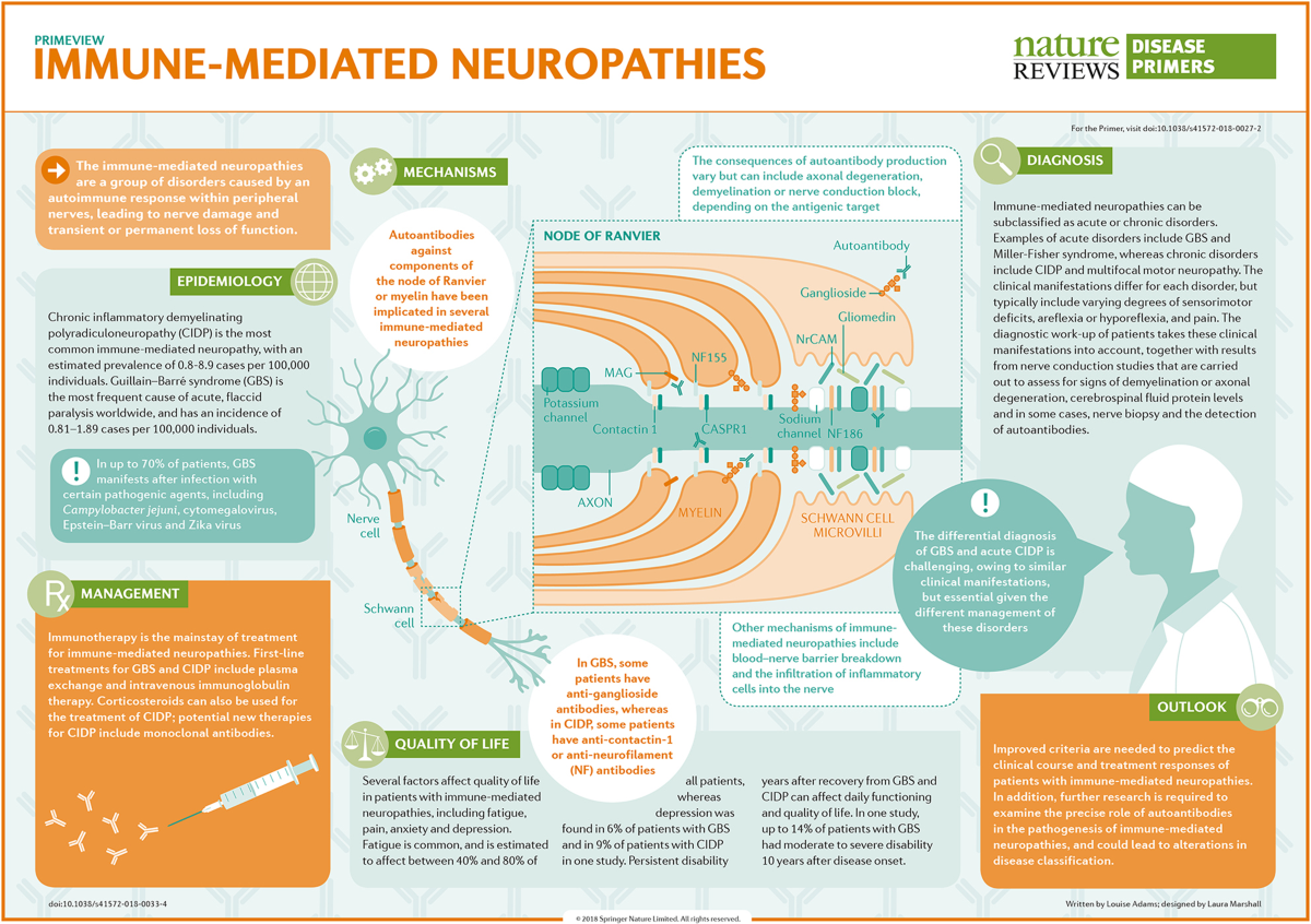 Immune-mediated neuropathies | Nature Reviews Disease Primers