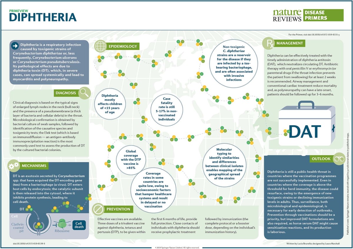Diphtheria | Nature Reviews Disease Primers