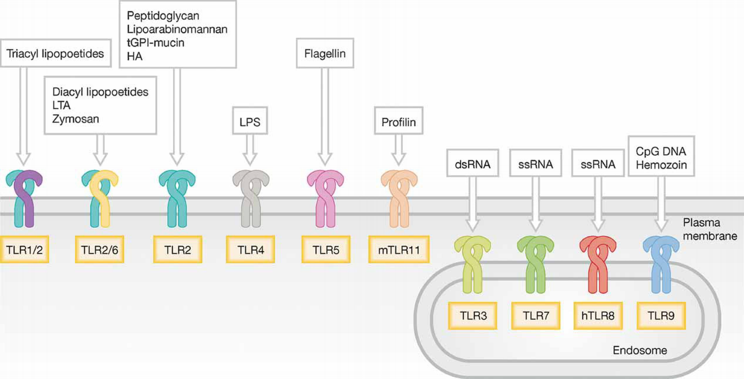 Regulation of innate immune signalling pathways by the tripartite motif ...