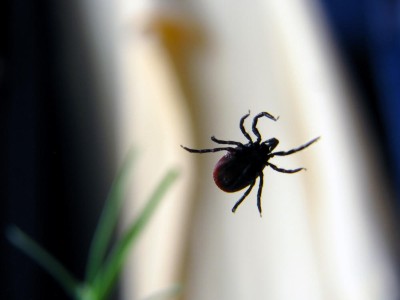 Parasitosen und Mykosen in der Pädiatrie | Schmerzhafte ...
