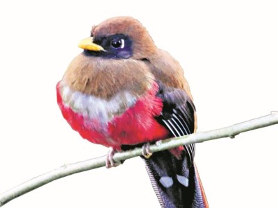 Wie der Schnabel gewachsen ist | springermedizin.at