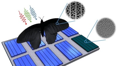 Photovoltaik | Schmetterling als Vorbild für effizientere Solarzellen ...