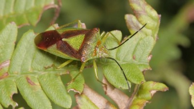 Artensterben | Insekten sterben auch in den Wäldern ...