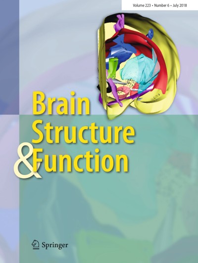 Paraventricular hypothalamic and amygdalar CRF neurons synapse in the ...