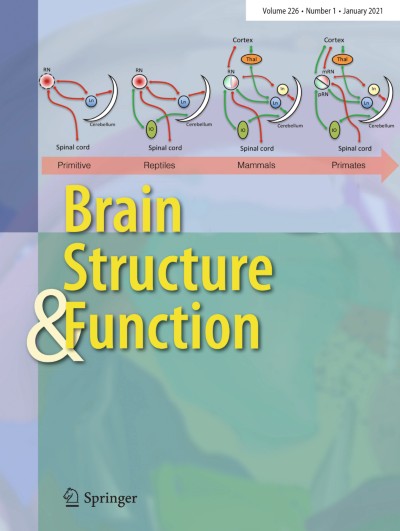 Red nucleus structure and function: from anatomy to clinical ...