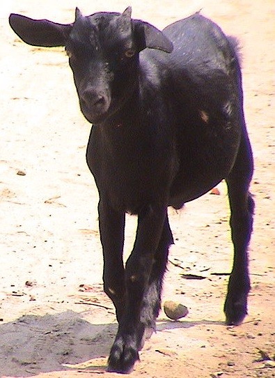 BMC Research Notes | Data notes