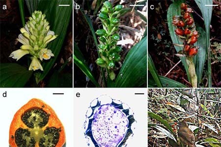 Botanical Studies | Home page