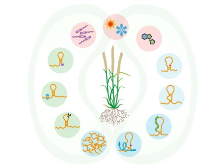 Call for Papers: Plant RNA Biology | Genome Biology