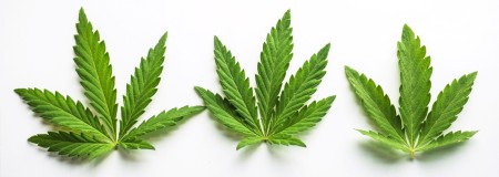 BMC Research Notes | Home page