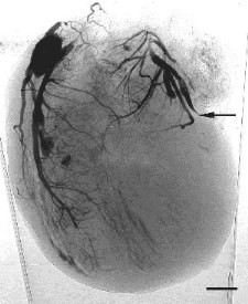 BioMedical Engineering OnLine | Home page