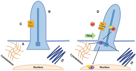 Introduction to Cell Mechanobiology and Its Impact on Tissue ...