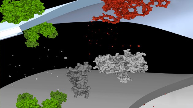 Nature Cardiovascular Research