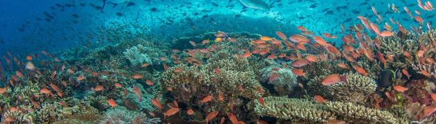 Nature Climate Change