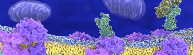 Cellular & Molecular Immunology