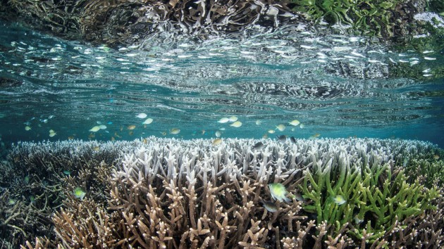 Collections | Scientific Reports