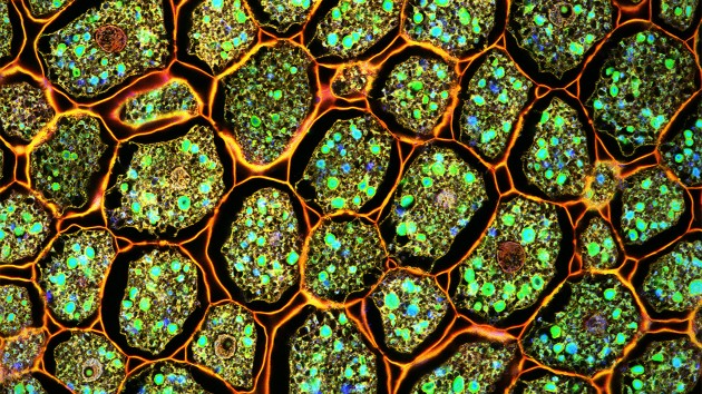 Collections | Nature