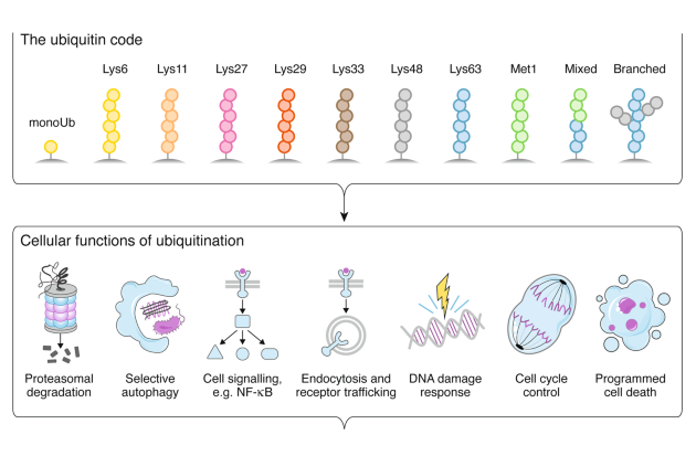 Collections | Cell Death & Differentiation
