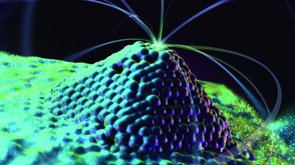 Collections | Light: Science & Applications