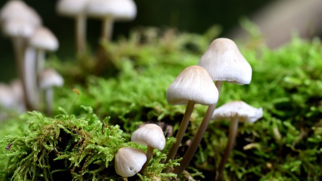 Collections | Scientific Reports