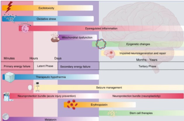 Collections | Pediatric Research