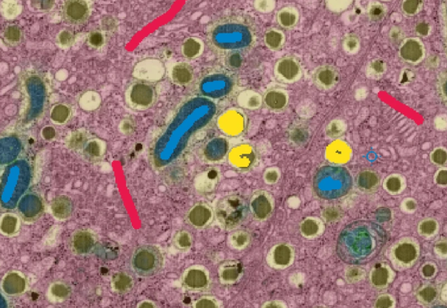 Collections | Nature Protocols