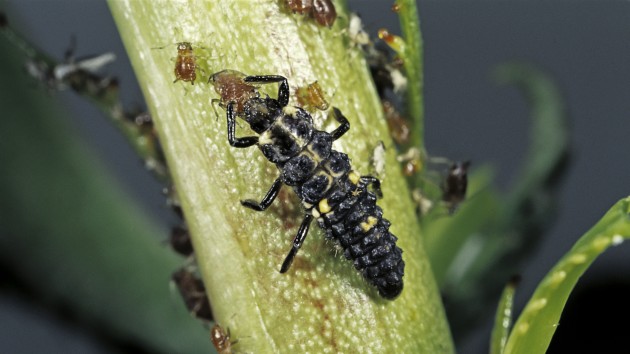 Calls for papers | npj Entomology