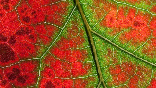 Collections | Nature Cancer