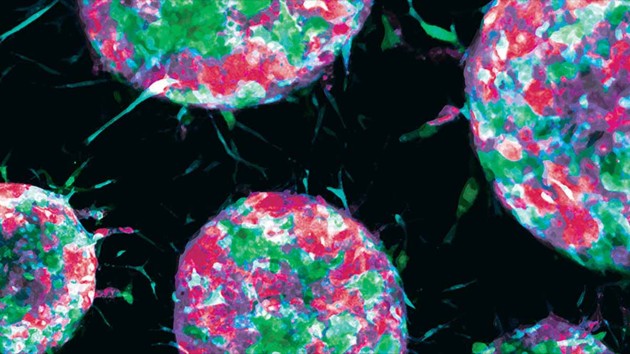 Collections | Nature Cell Biology
