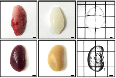 Collections | Nature Protocols