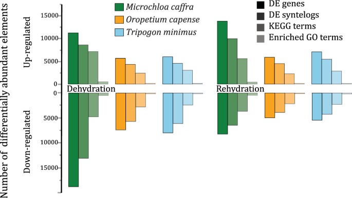 Convergent evolution of desiccation tolerance in grasses | Nature Plants