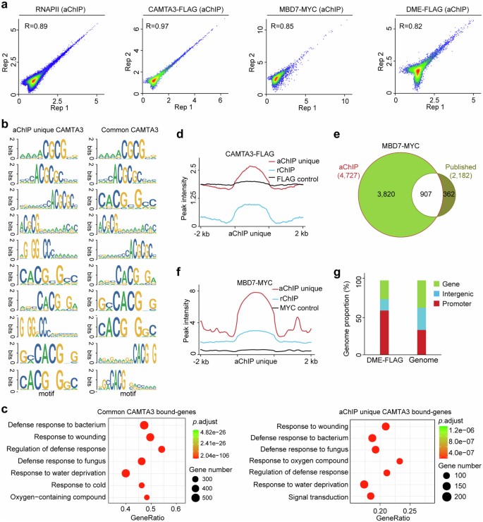 aChIP is an efficient and sensitive ChIP-seq technique for economically ...