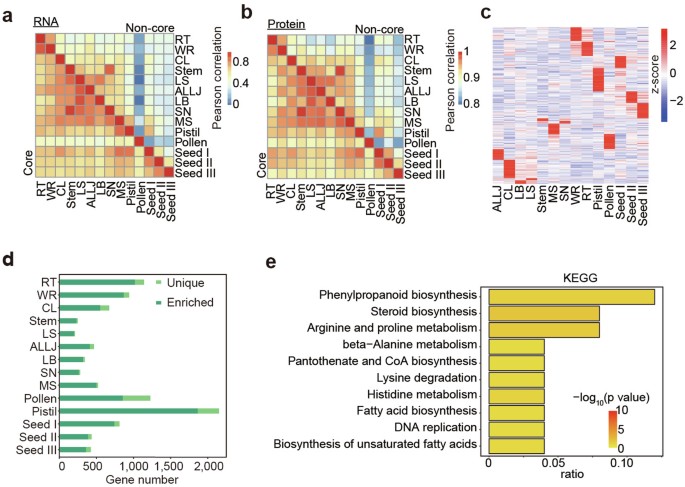 Mass spectrometry-based proteomic landscape of rice reveals a post ...