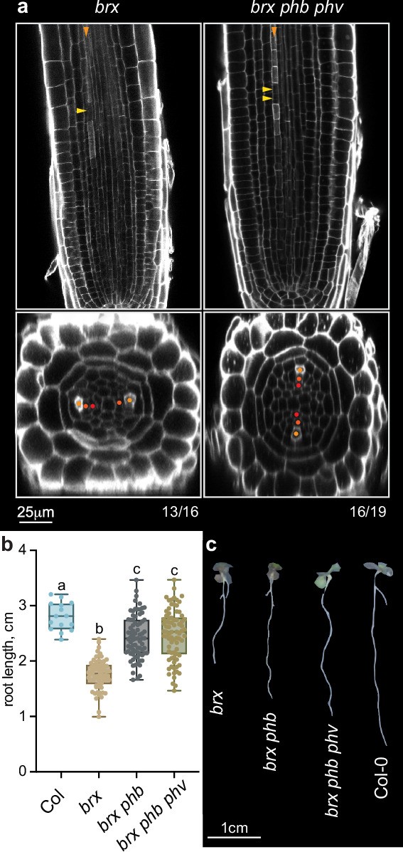 Antagonistic CLE peptide pathways shape root meristem tissue patterning ...