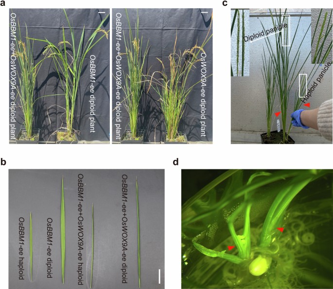 Synergistic induction of fertilization-independent embryogenesis in ...