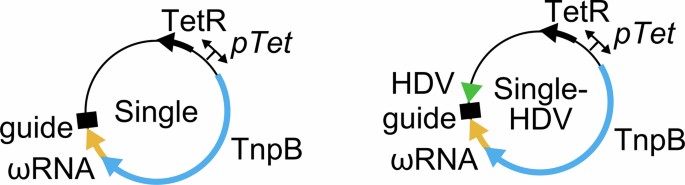 Viral delivery of an RNA-guided genome editor for transgene-free ...