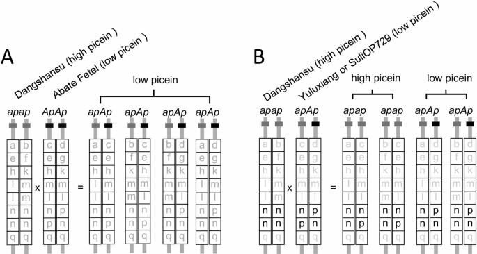 Naturally impaired side-chain shortening of aromatic 3-ketoacyl-CoAs ...