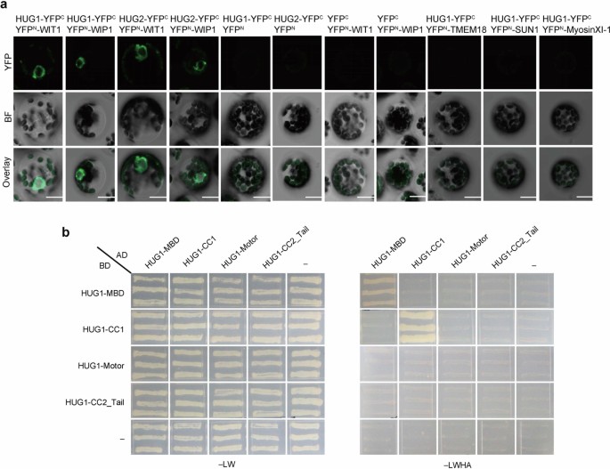Kinesins control male germ unit assembly for sperm delivery in ...